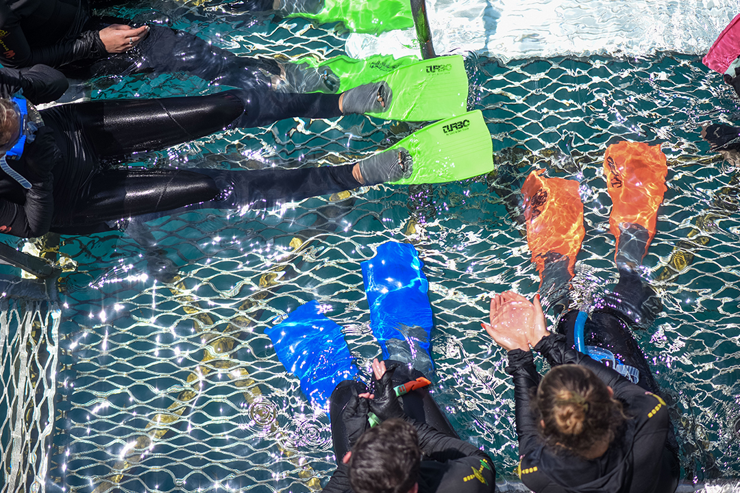 Reef Magic | Great Barrier Reef Tour | Snorkel & Diving