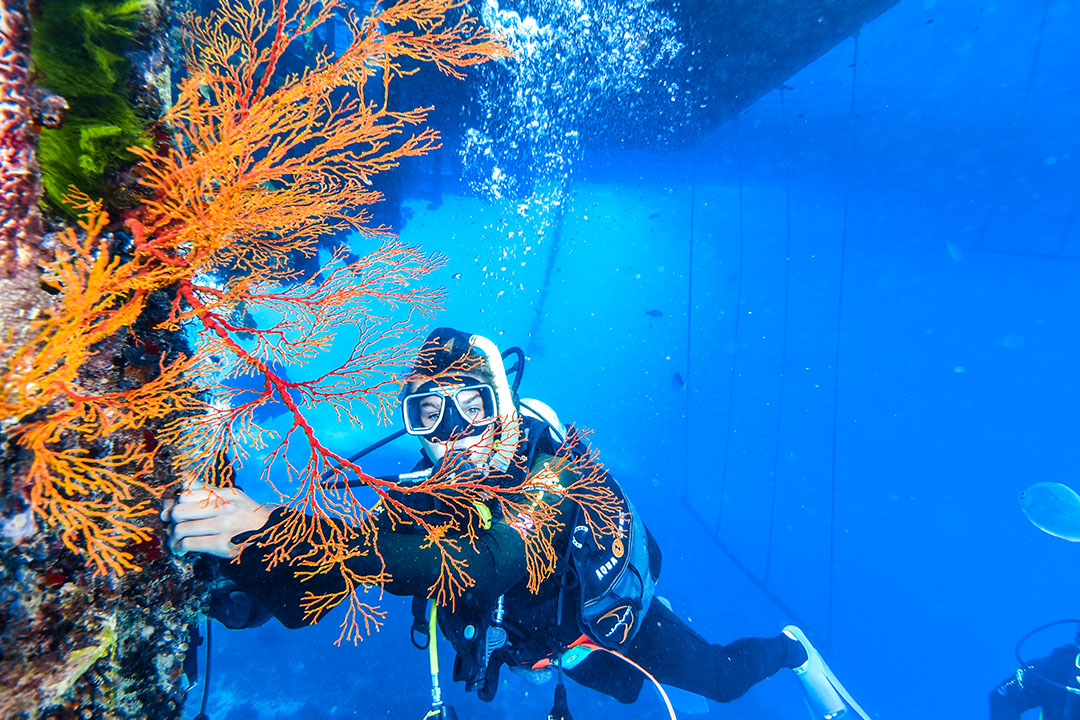 Scuba Diving | Cairns | Intro & Cert Diving | Reef Magic | New Pontoon