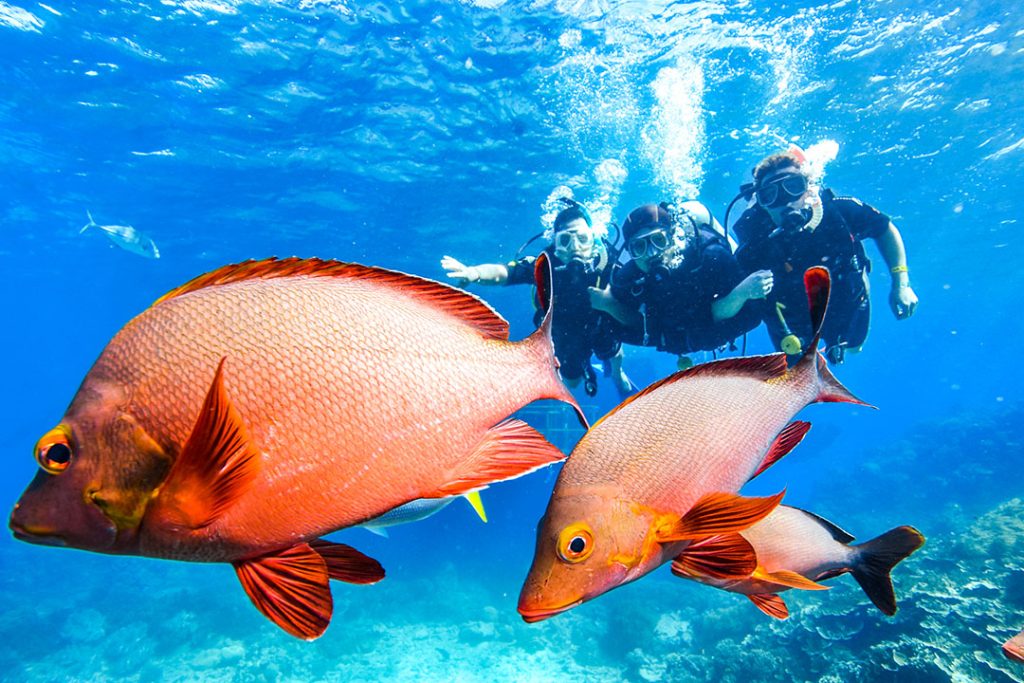 Scuba Diving | Cairns | Intro & Cert Diving | Reef Magic | New Pontoon
