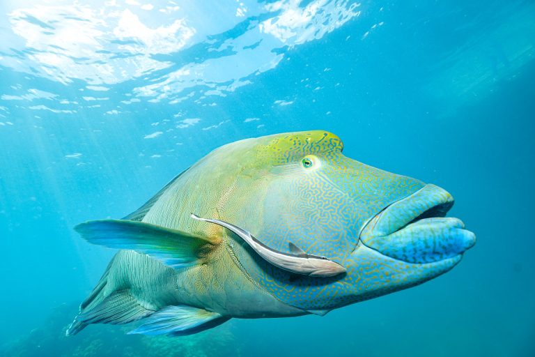 Reef Magic | Great Barrier Reef Tour | Snorkel & Diving