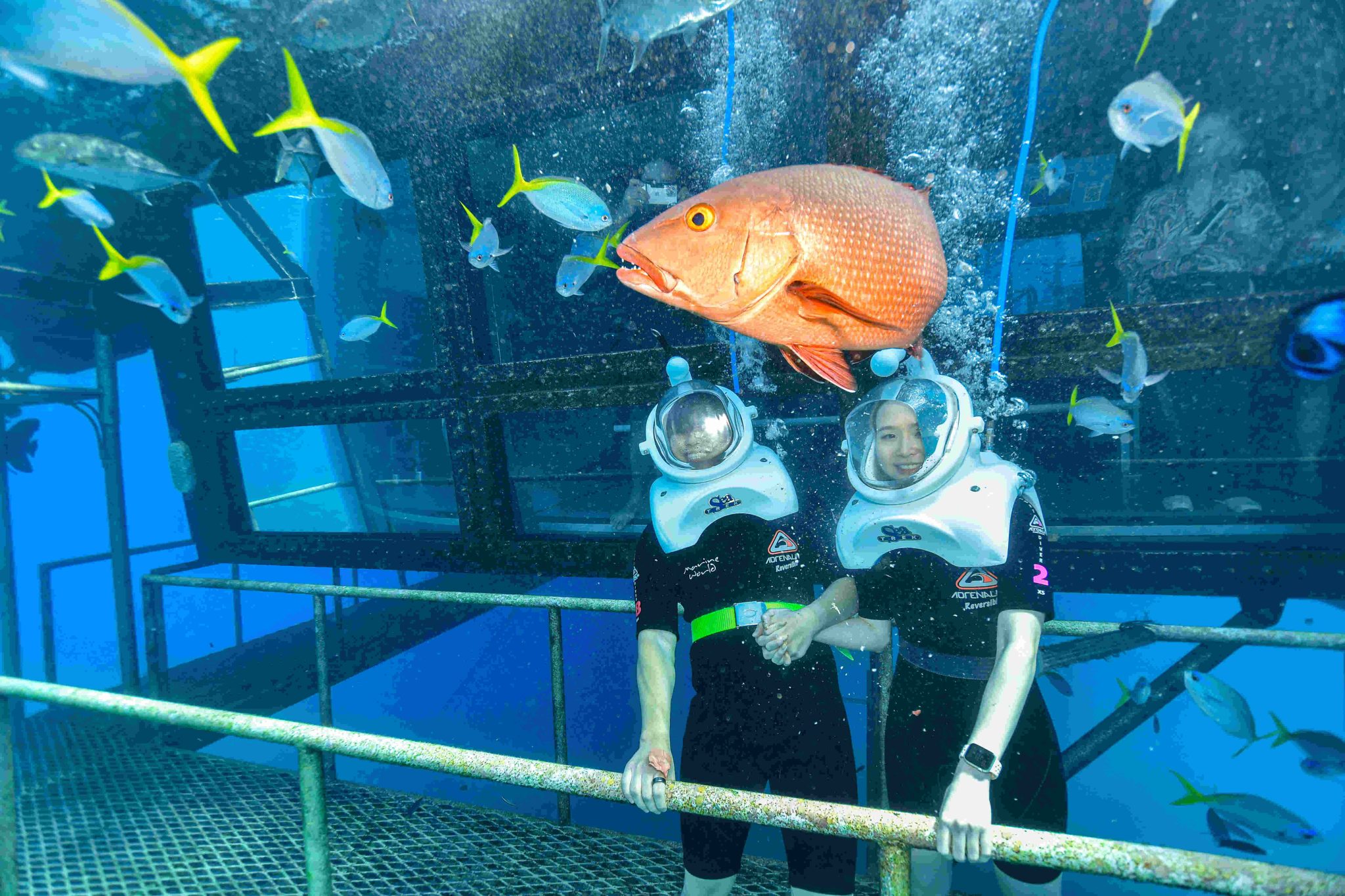 Scuba Diving | Cairns | Intro & Cert Diving | Reef Magic | New Pontoon