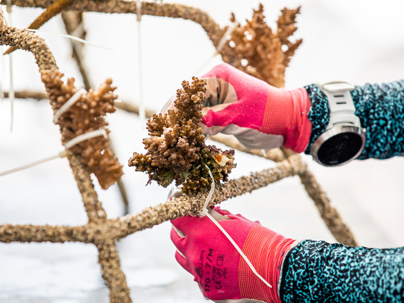 Reef Insight – Reef Magic