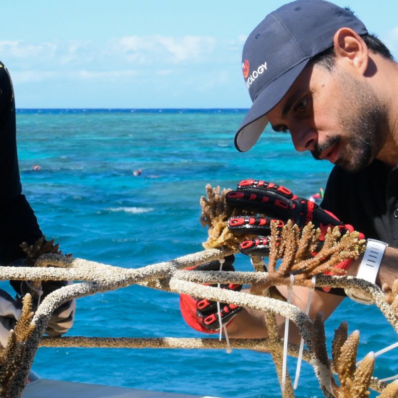 Reef Recovery – Reef Magic